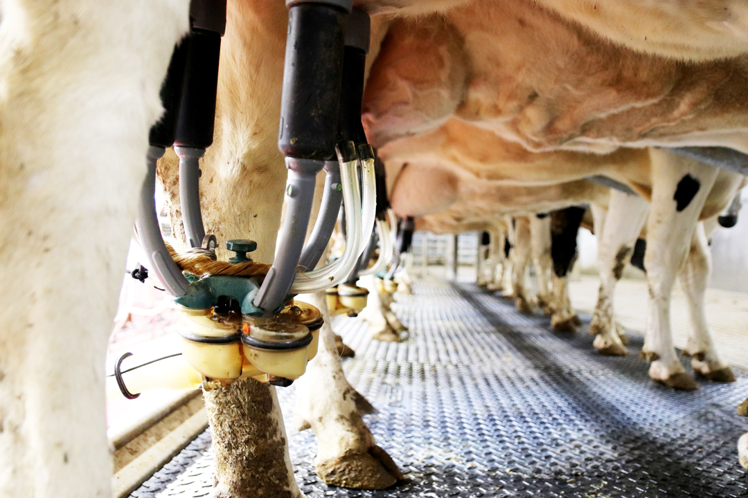 GEA Milking Units - Dairy Lane Systems - Dairy Equipment